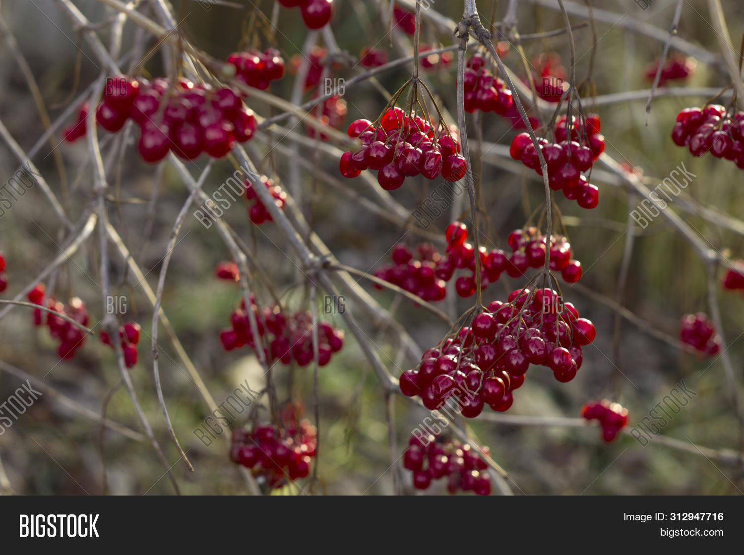 Red Viburnum Branch Image & Photo (Free Trial) | Bigstock