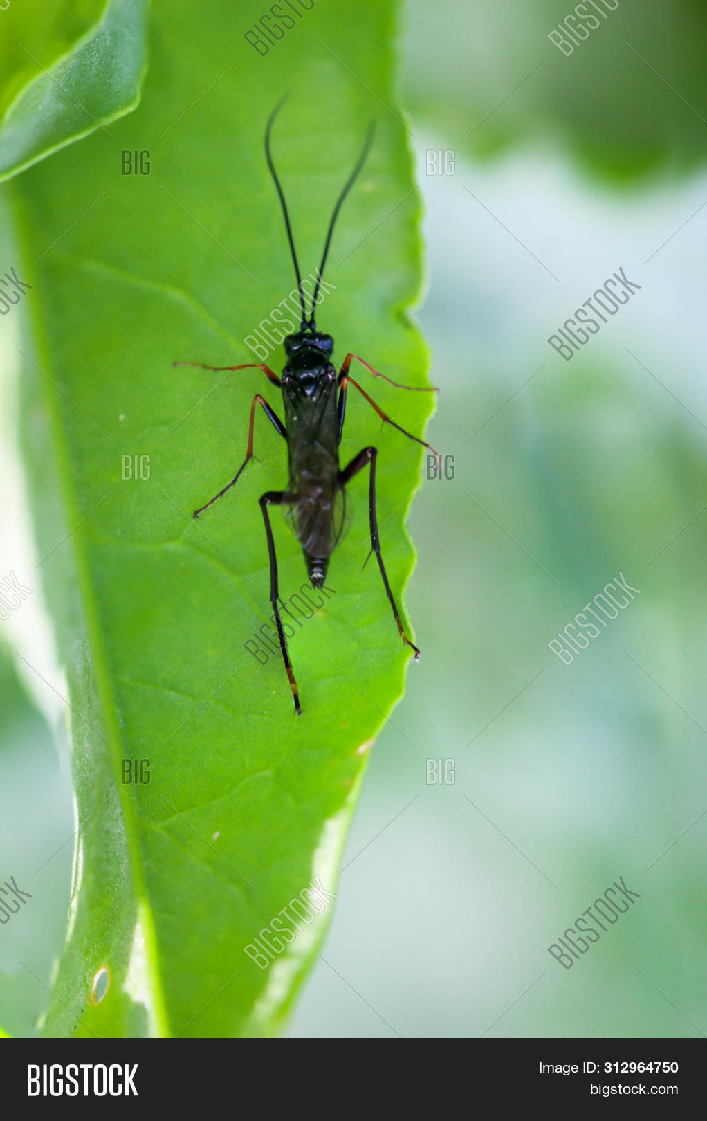 Close Fly, Insect On Image & Photo (Free Trial) | Bigstock