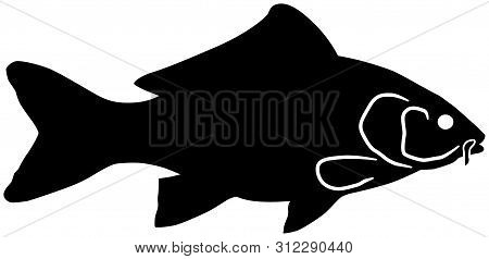 Common Carp Black Vector & Photo (Free Trial) | Bigstock
