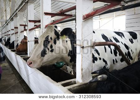 Cows Farm Stall. Milch Image & Photo (Free Trial) | Bigstock
