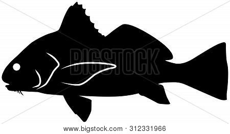 Black Drum Fish Black Vector & Photo (Free Trial) | Bigstock