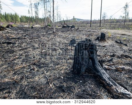 Forest Fire Aftermath Image & Photo (Free Trial) | Bigstock
