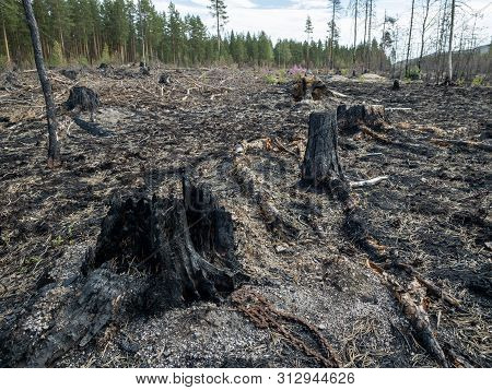 Forest Fire Aftermath Image & Photo (Free Trial) | Bigstock