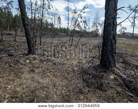 Forest Fire Aftermath Image & Photo (Free Trial) | Bigstock