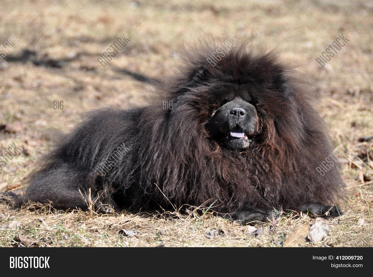 Big Fluffy Chow Chow Image & Photo (Free Trial) | Bigstock