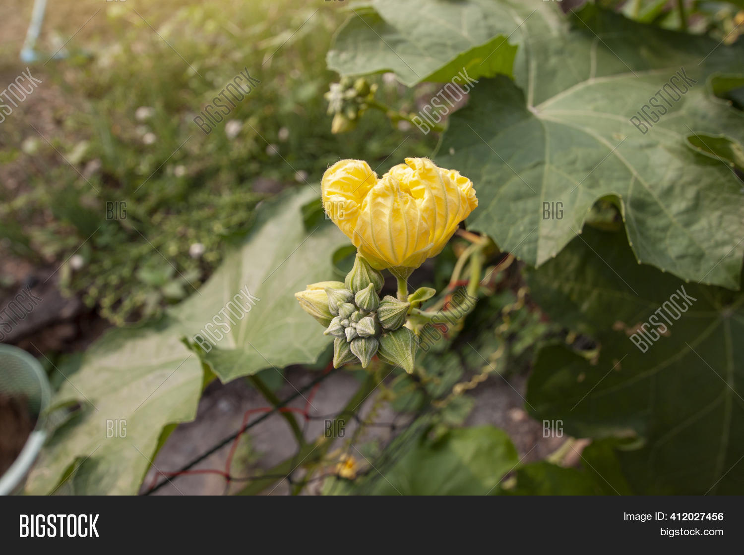 Yellow Angled Loofah Image & Photo (Free Trial) | Bigstock
