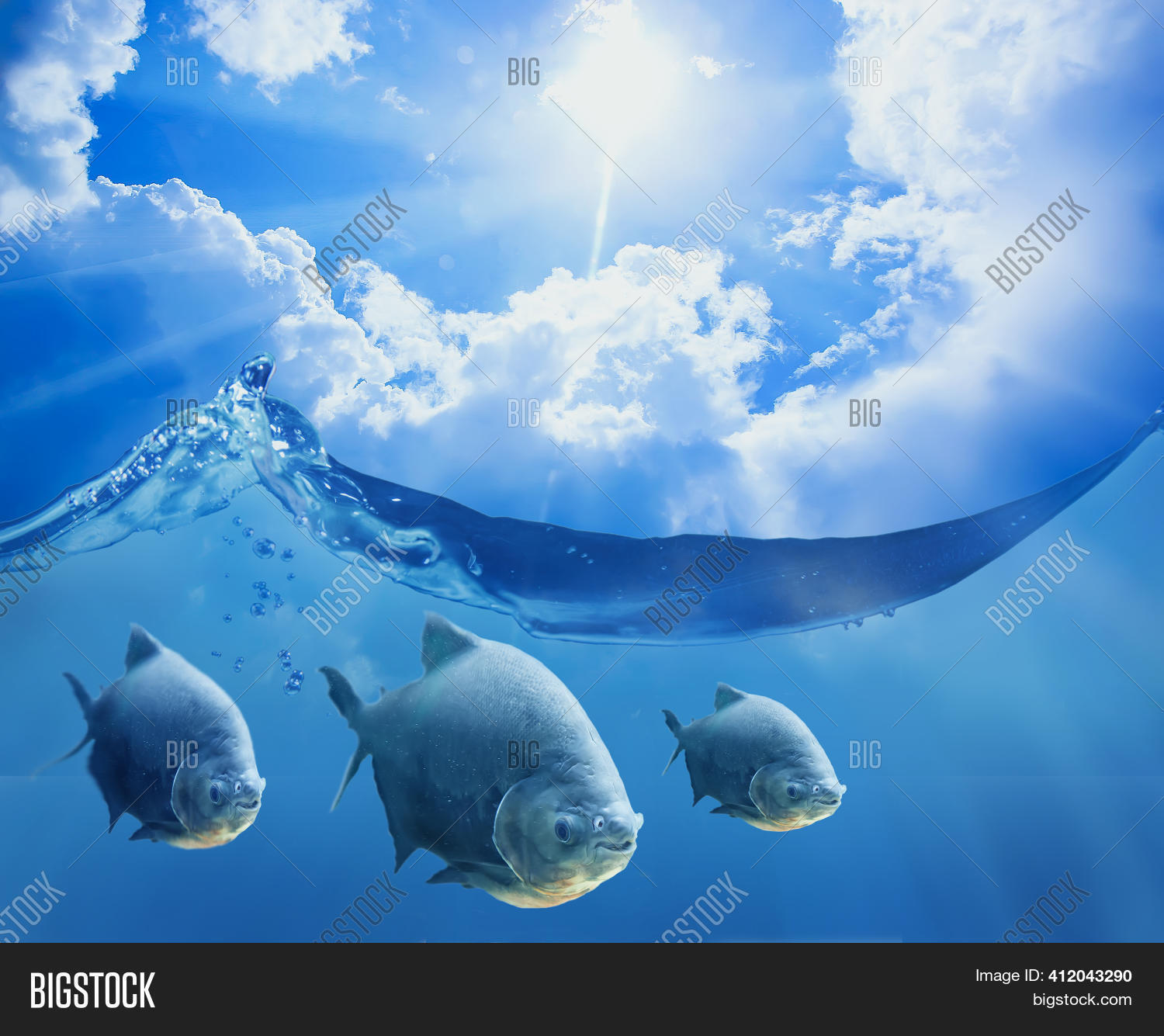 Fish Under Sea Surface Image & Photo (Free Trial) | Bigstock