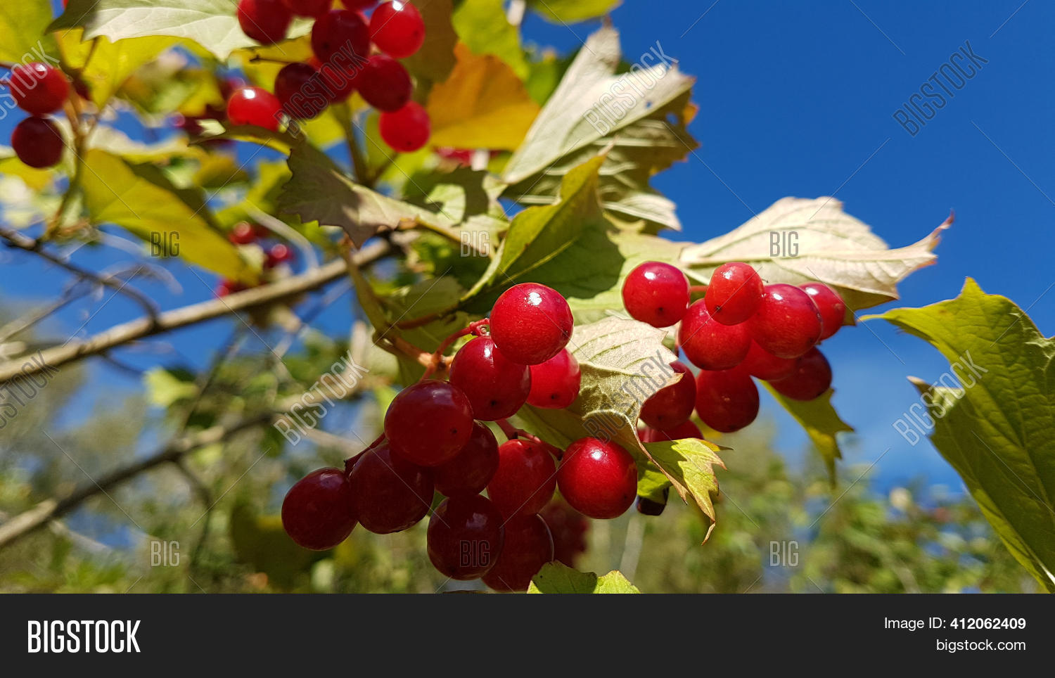 Red Currant Bush On Image & Photo (Free Trial) | Bigstock