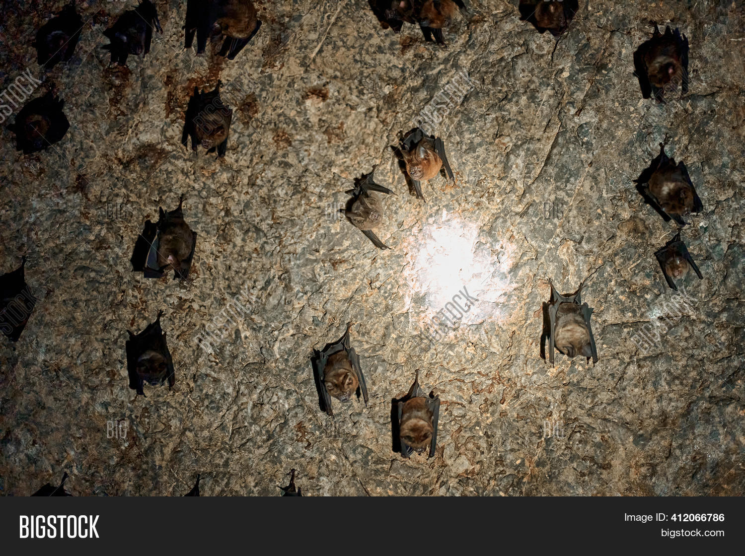 Flock Bats Sleep On Image & Photo (Free Trial) | Bigstock