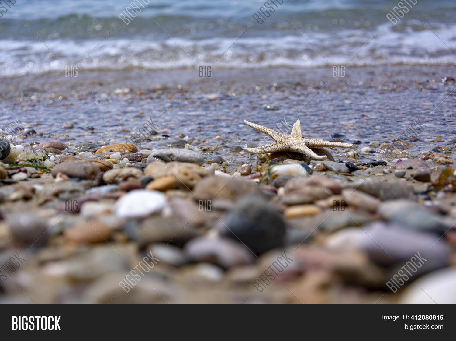 Closeup Sea Creatures Image & Photo (Free Trial) | Bigstock