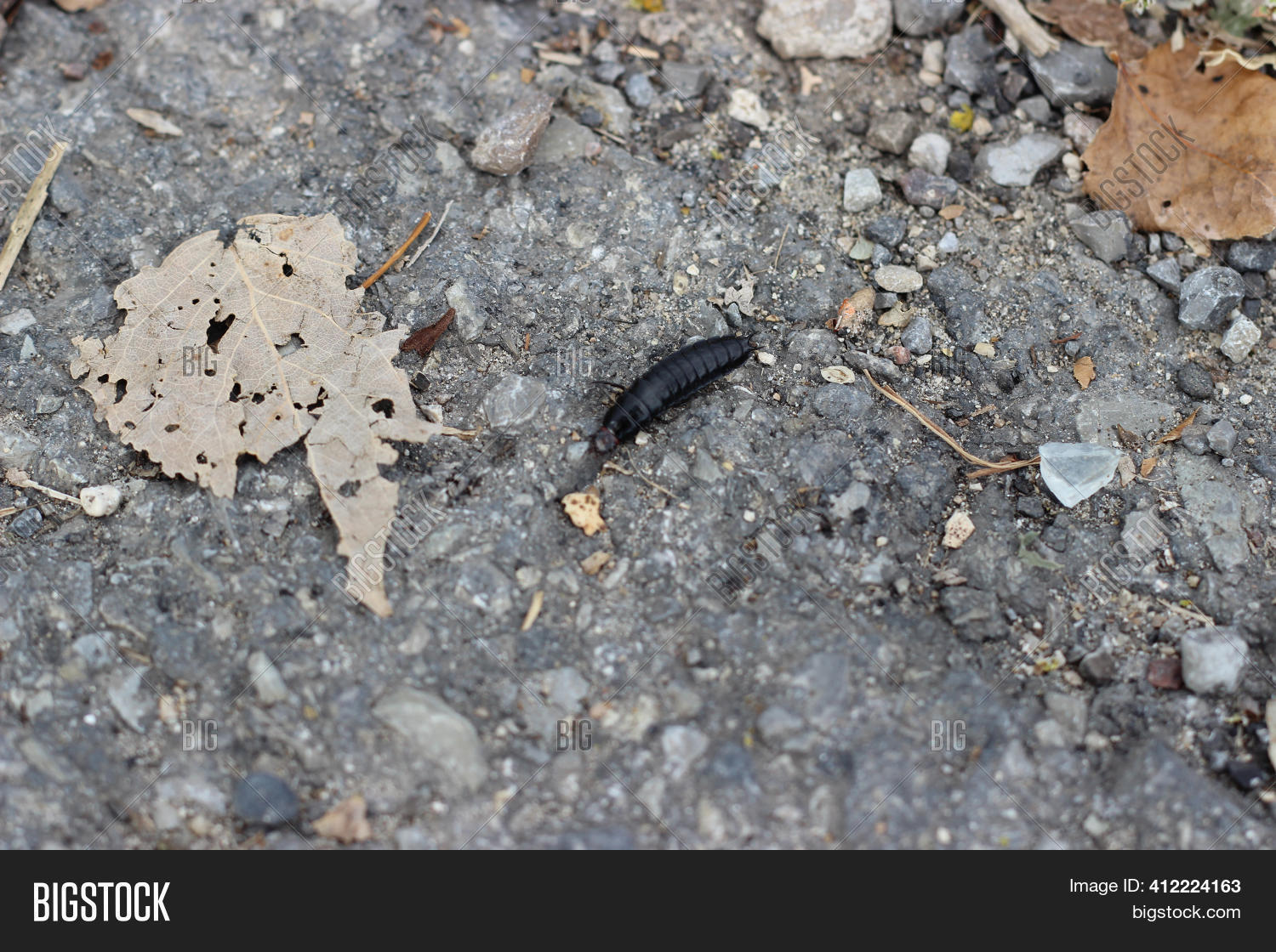 Anisolabis Maritima, Image & Photo (Free Trial) | Bigstock