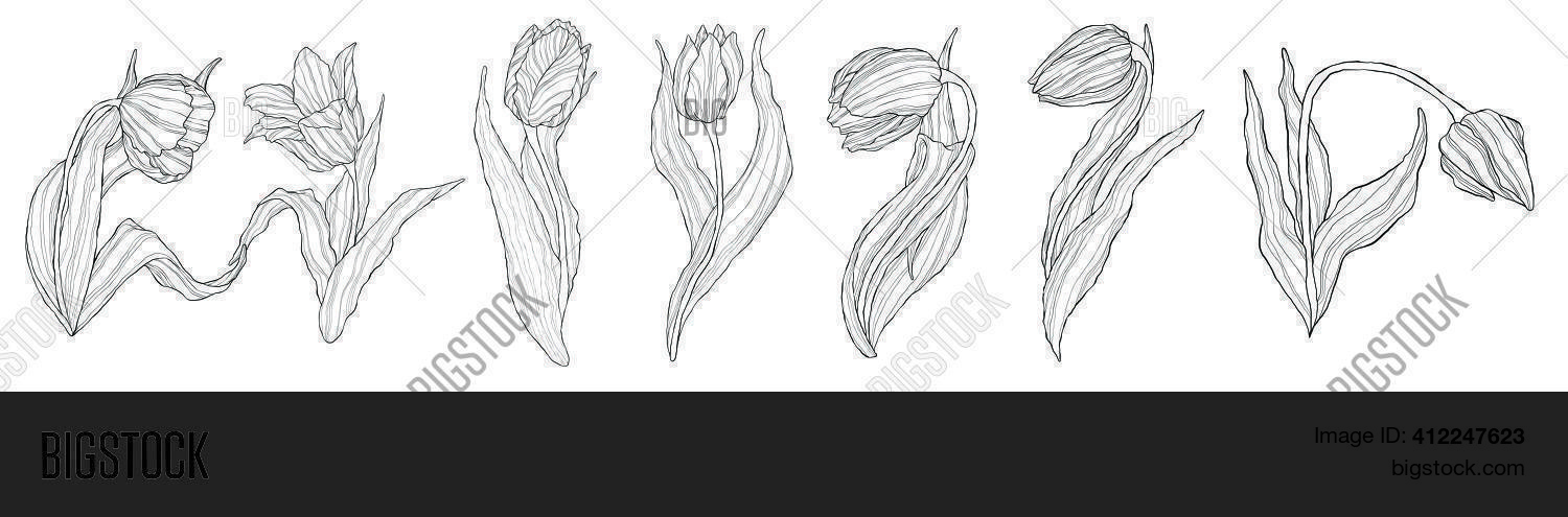Line Art Tulips Set. Vector & Photo (Free Trial) | Bigstock