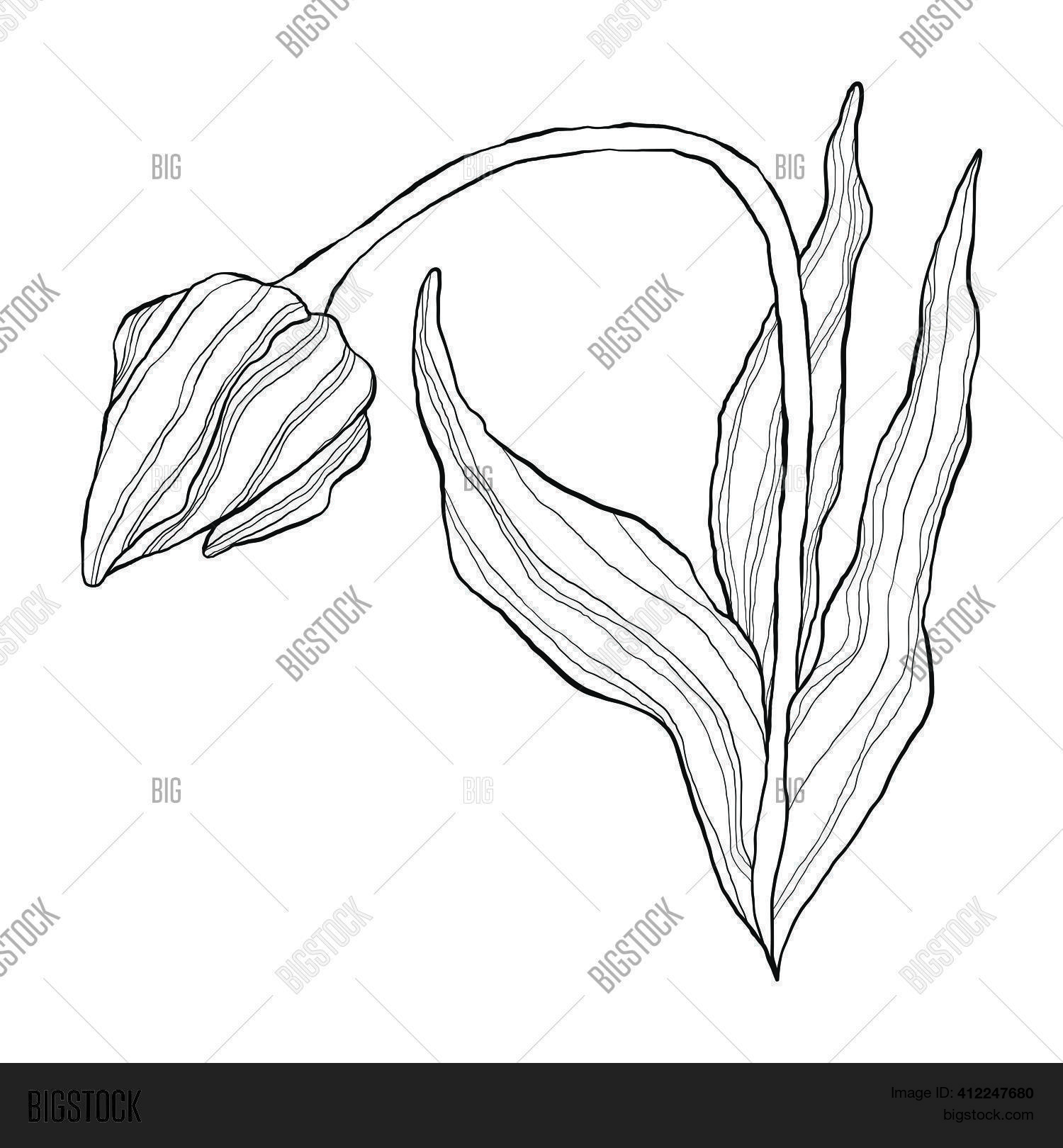 Single Line Art Tulip Vector & Photo (Free Trial) | Bigstock