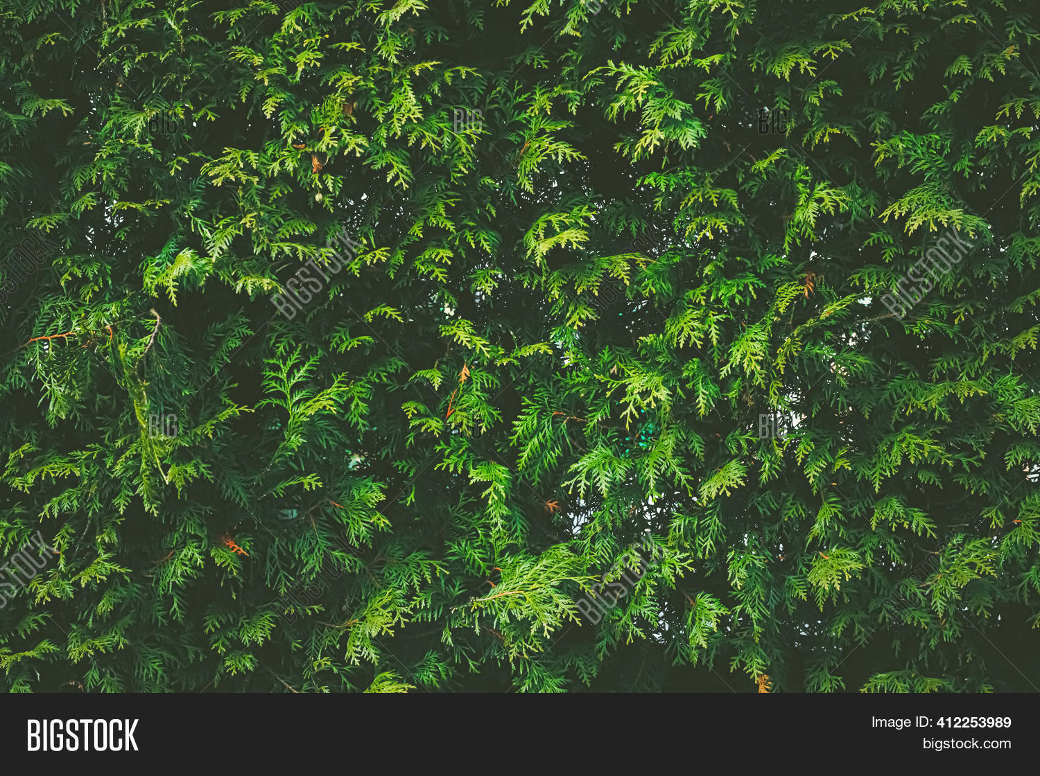 Thuja Shrub Wall Plant Image & Photo (Free Trial) | Bigstock