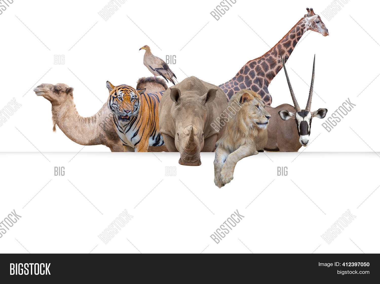 Row African Safari Image & Photo (Free Trial) | Bigstock