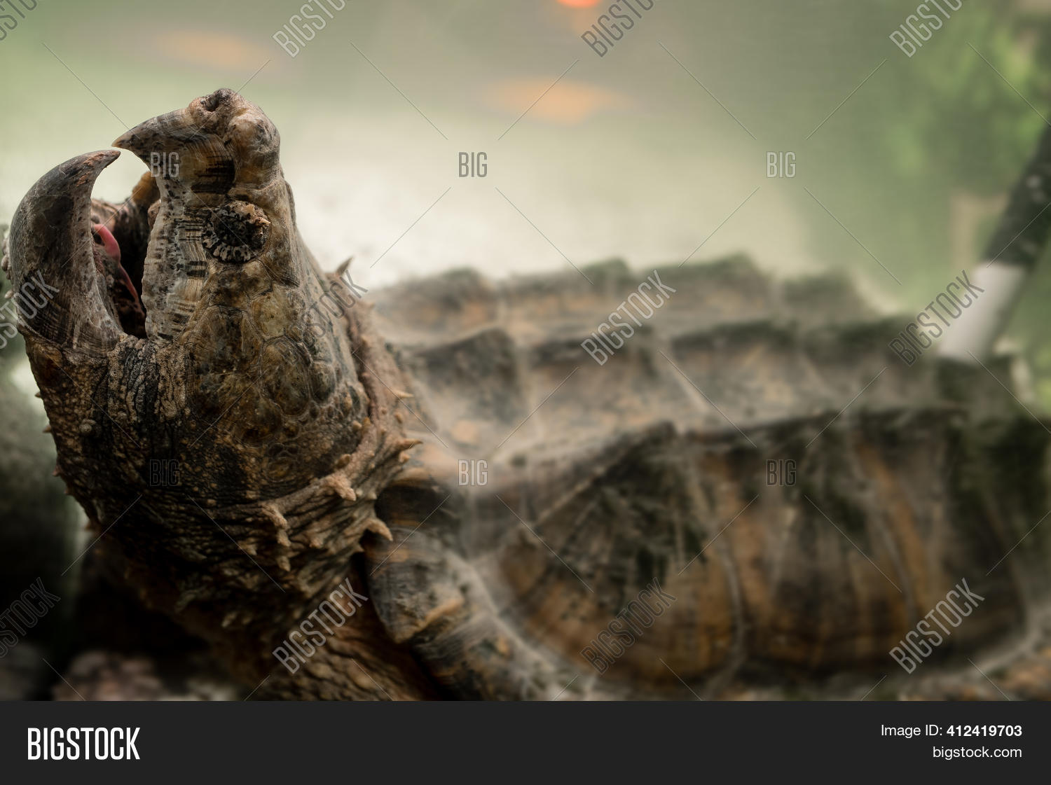Alligator Snapping Image & Photo (Free Trial) | Bigstock