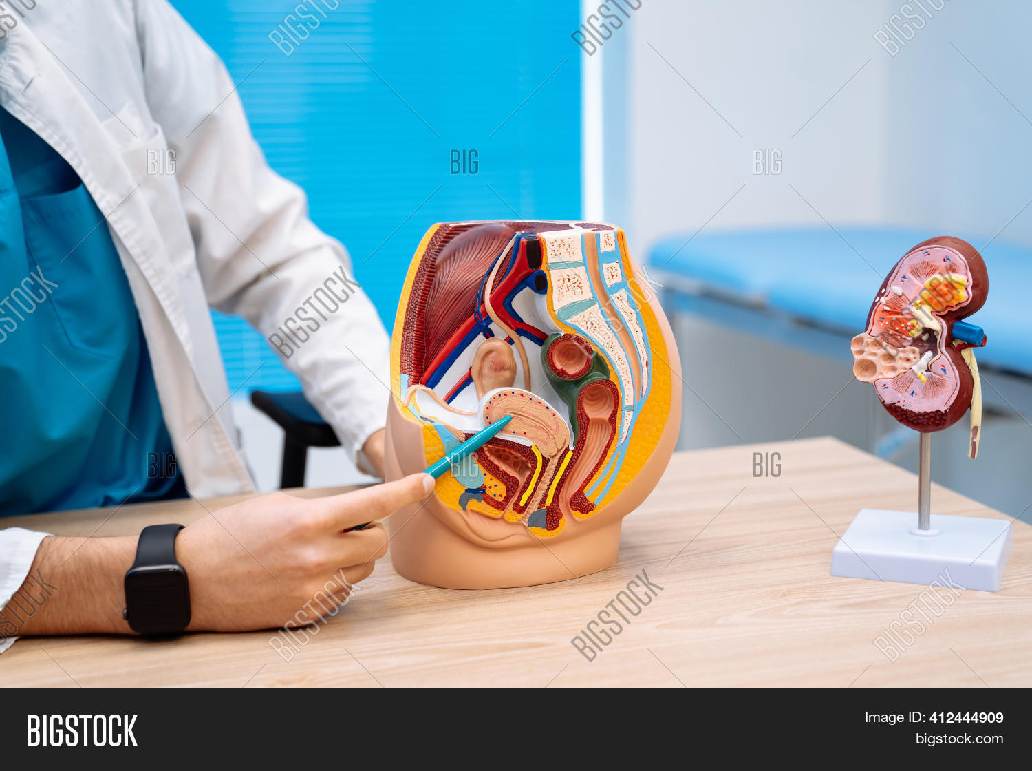 Urologist Shows Human Image & Photo (Free Trial) | Bigstock