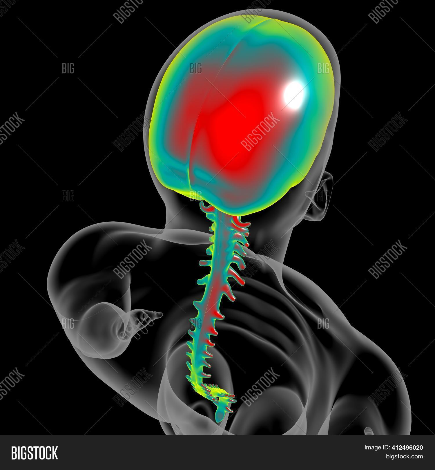 Dura Mater Anatomy Image & Photo (Free Trial) | Bigstock