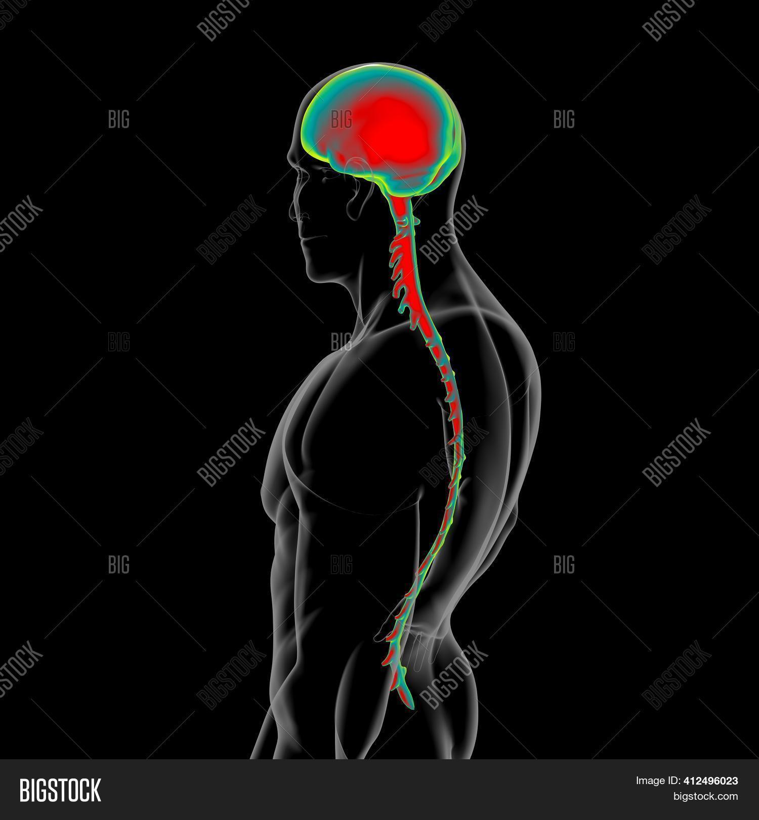 Dura Mater Anatomy Image & Photo (Free Trial) | Bigstock