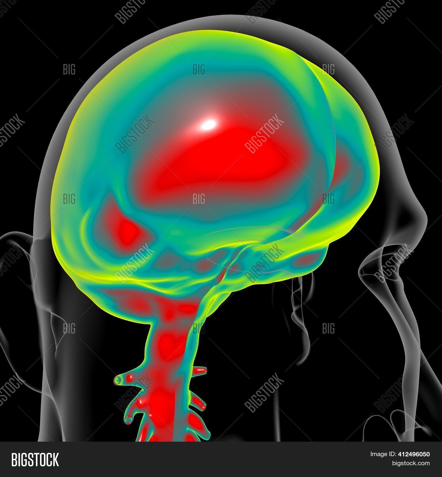 Dura Mater Anatomy Image & Photo (Free Trial) | Bigstock