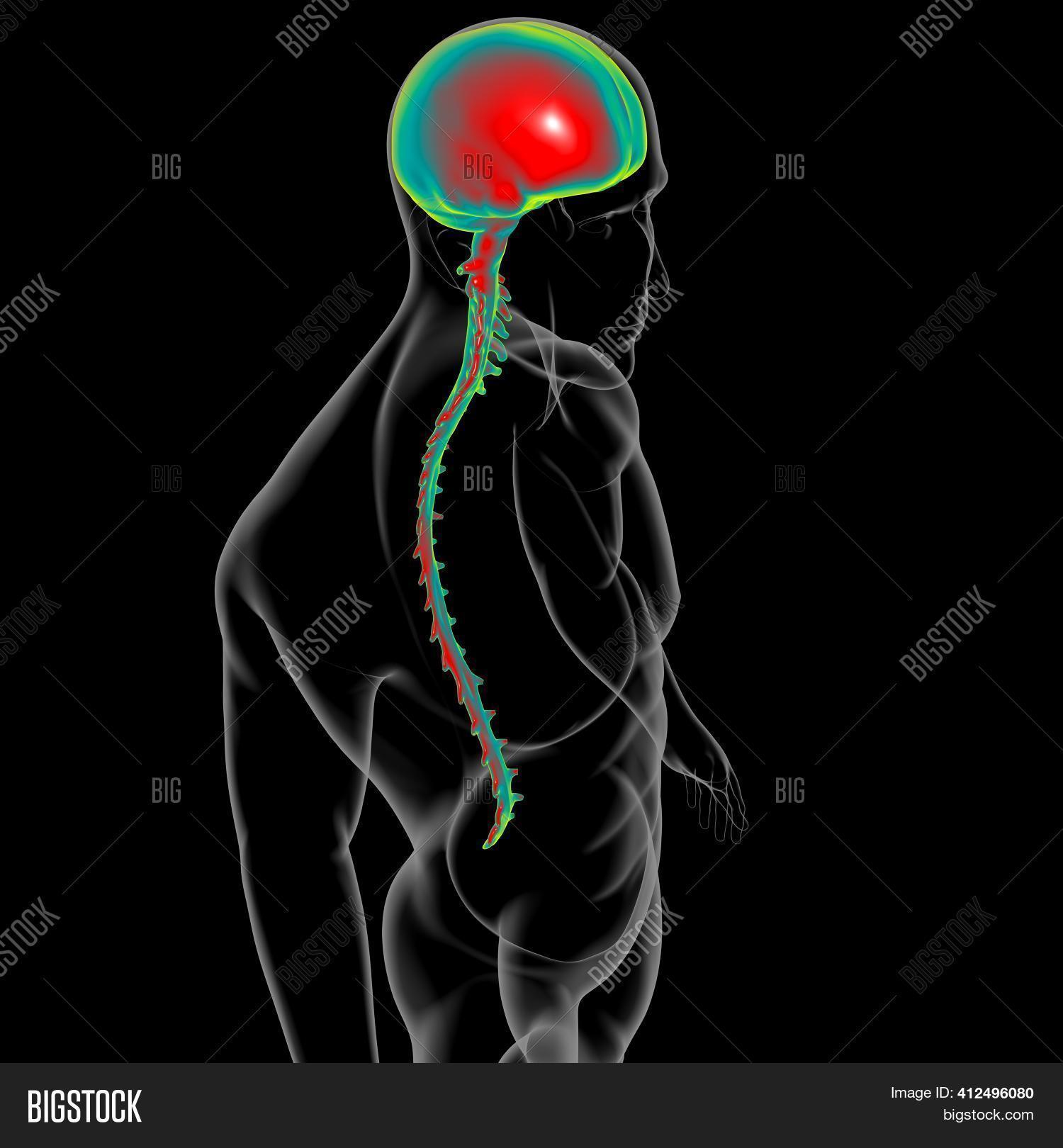 Dura Mater Anatomy Image & Photo (Free Trial) | Bigstock