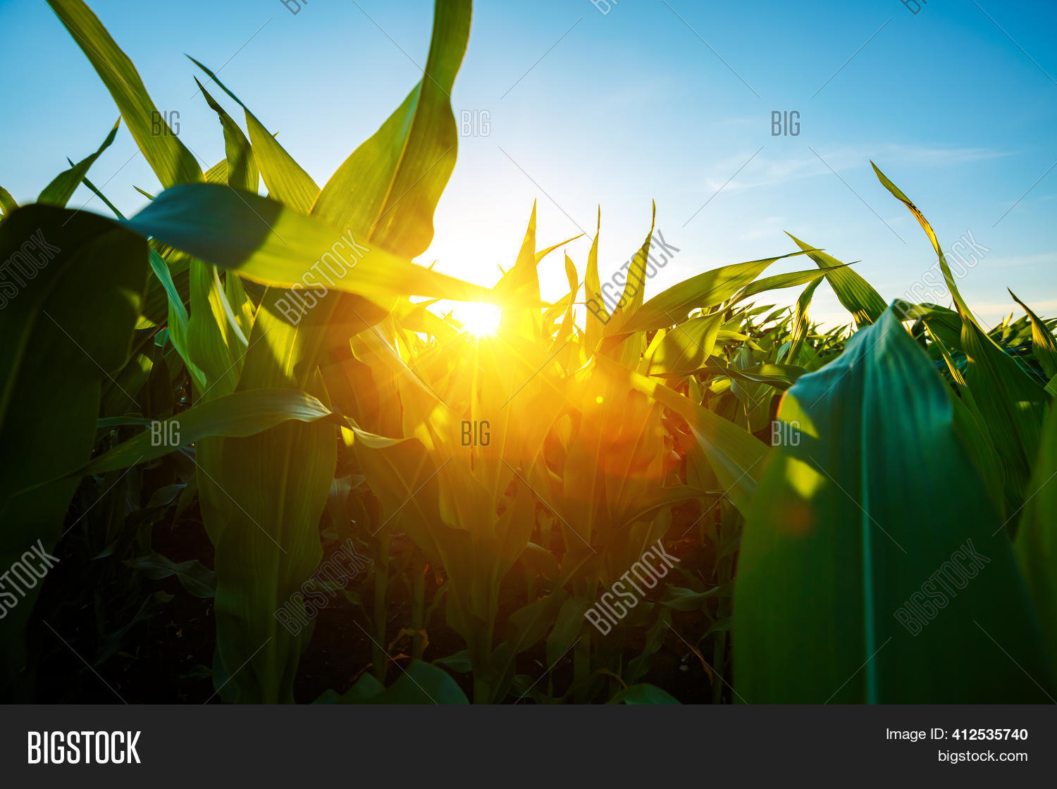Corn Farm Wallpaper