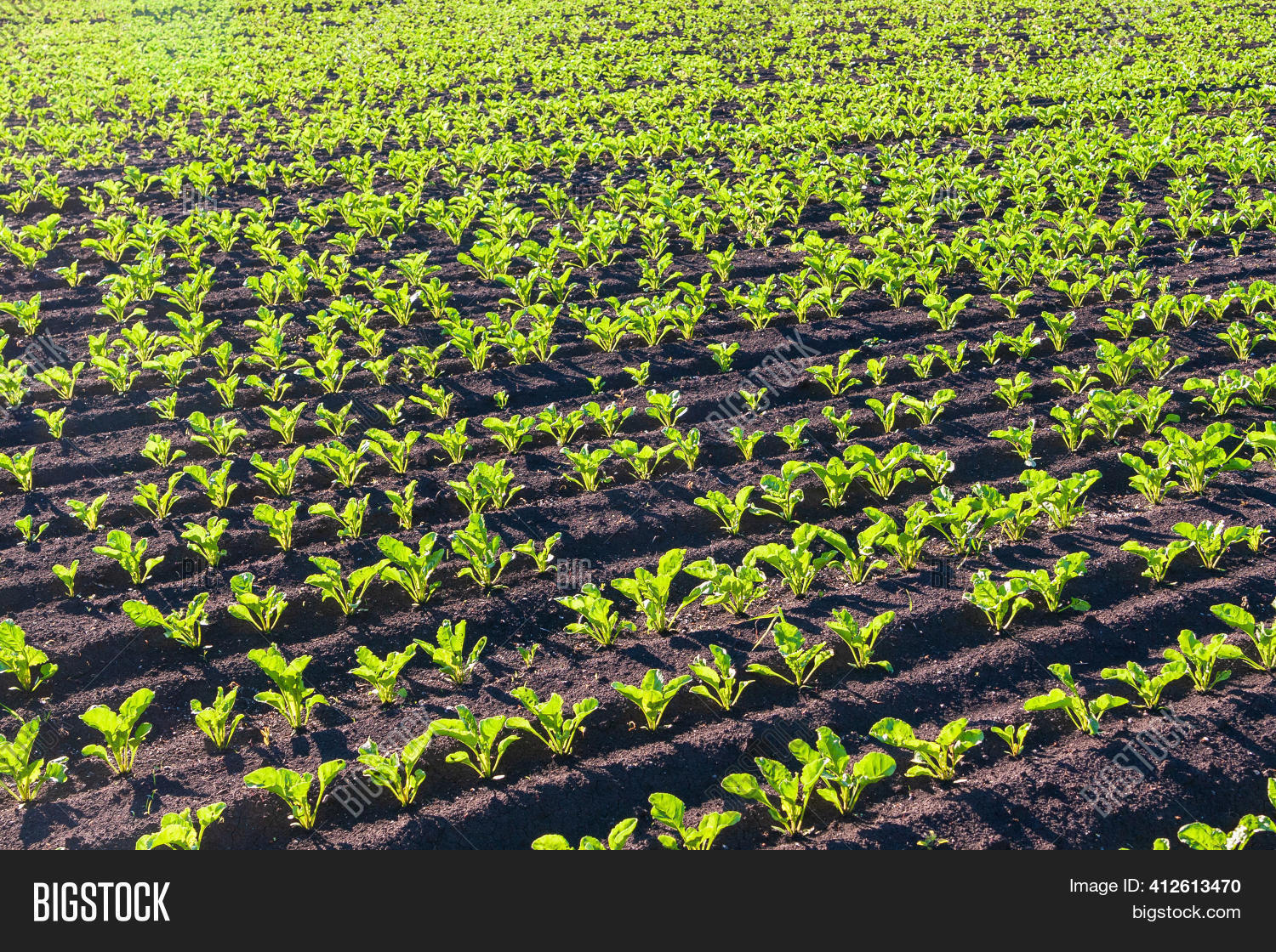 Sugar Beet Field. Image & Photo (Free Trial) | Bigstock