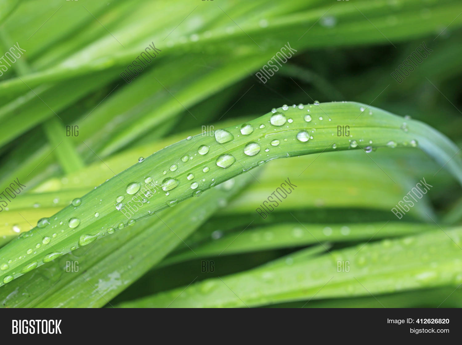 Drops Water On Leaf Image & Photo (Free Trial) | Bigstock