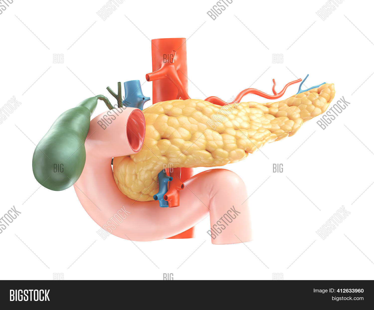 Anatomically Accurate Image & Photo (Free Trial) | Bigstock