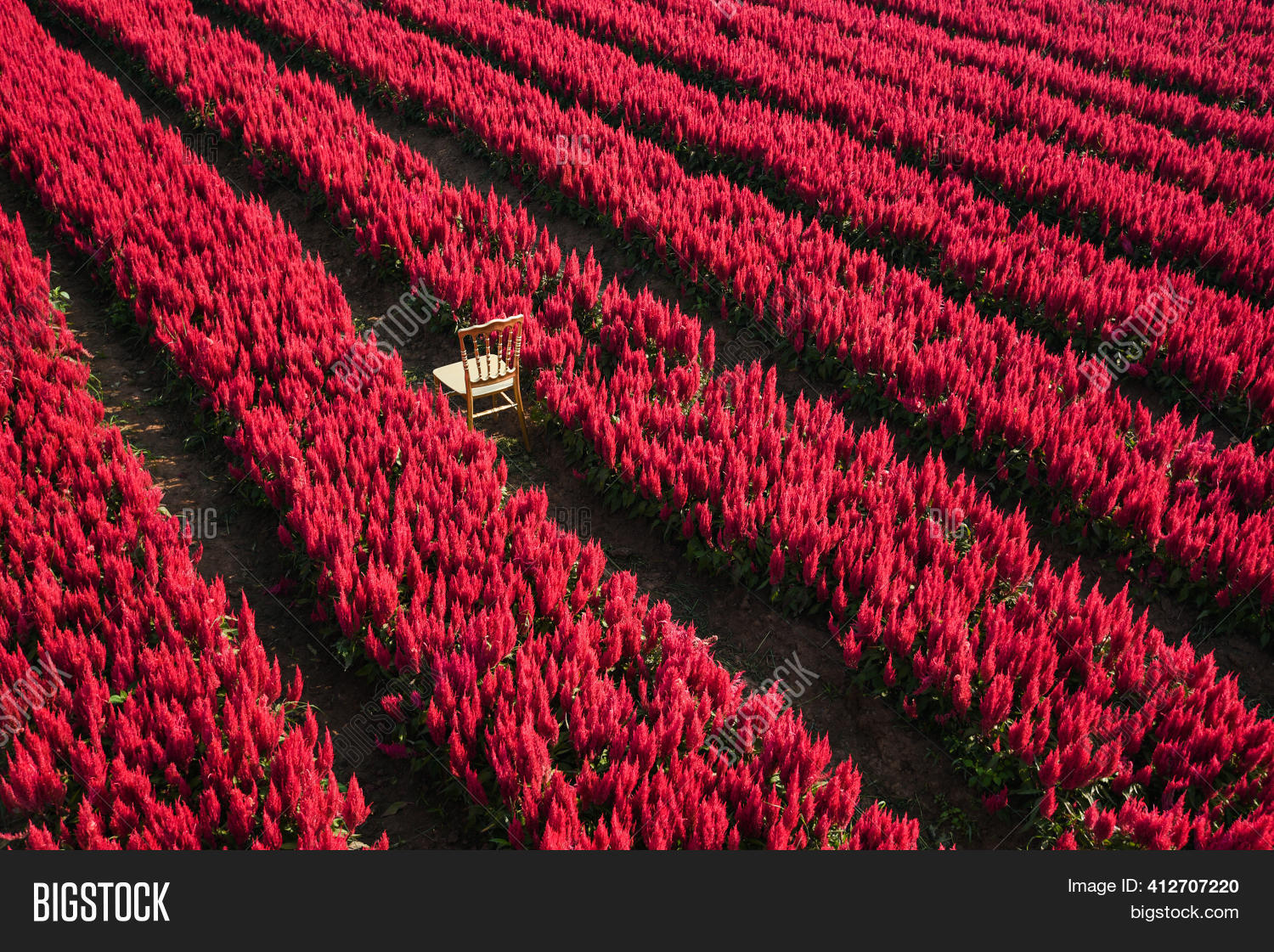 Red Flower Garden Image & Photo (Free Trial) | Bigstock