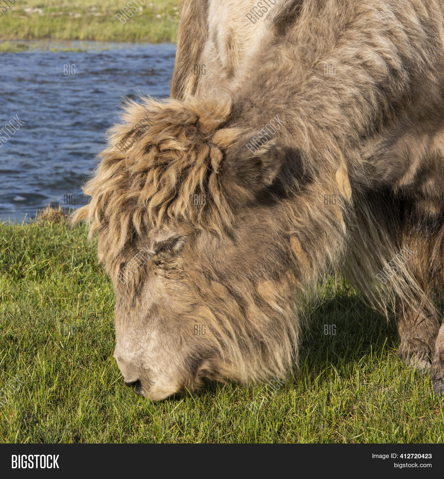 Yak Grazing Near Wild Image & Photo (Free Trial) | Bigstock