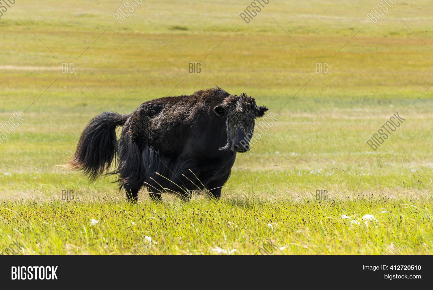 Small Yak, Cow, On Image & Photo (Free Trial) | Bigstock