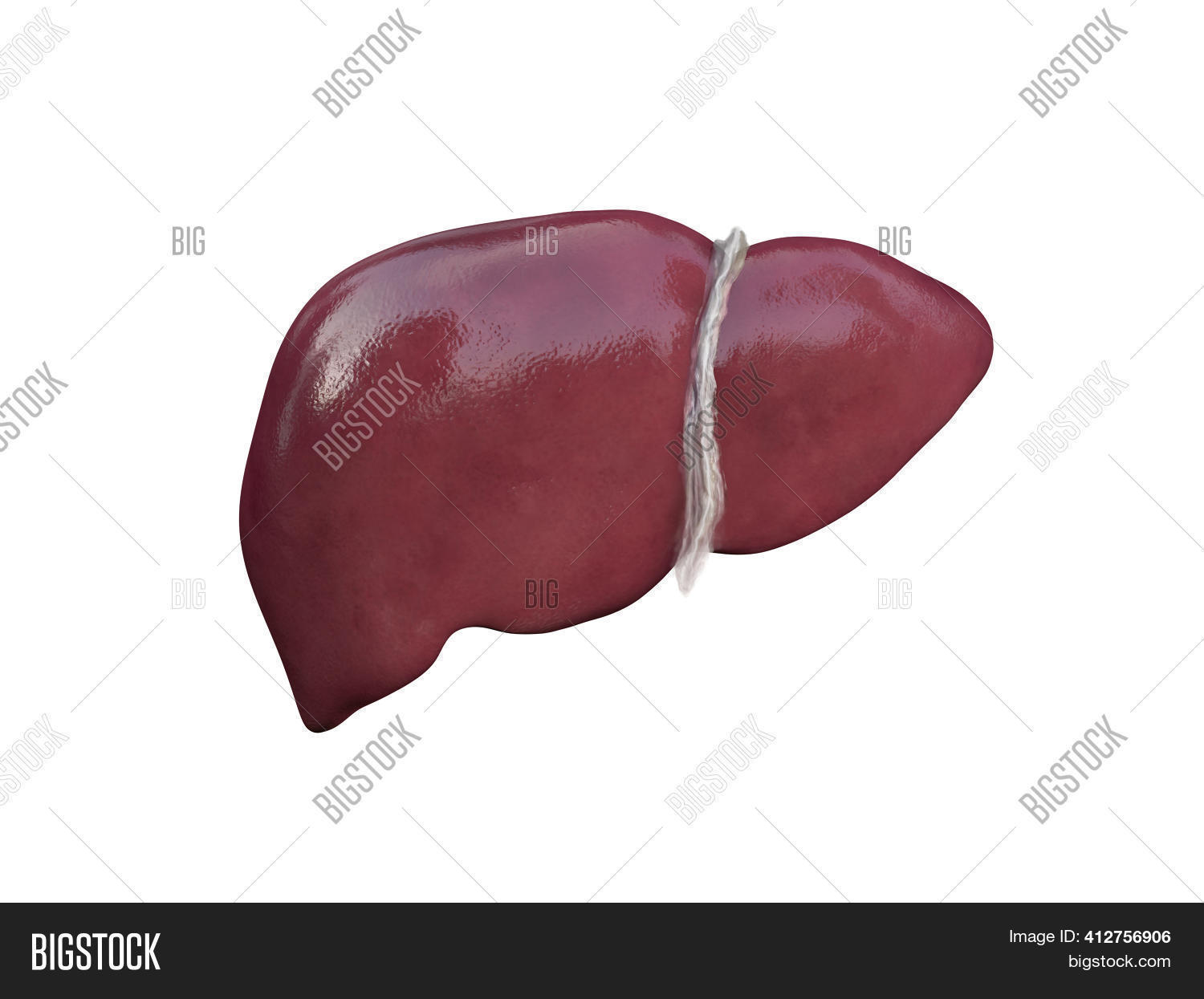 Realistic Liver Image & Photo (Free Trial) | Bigstock