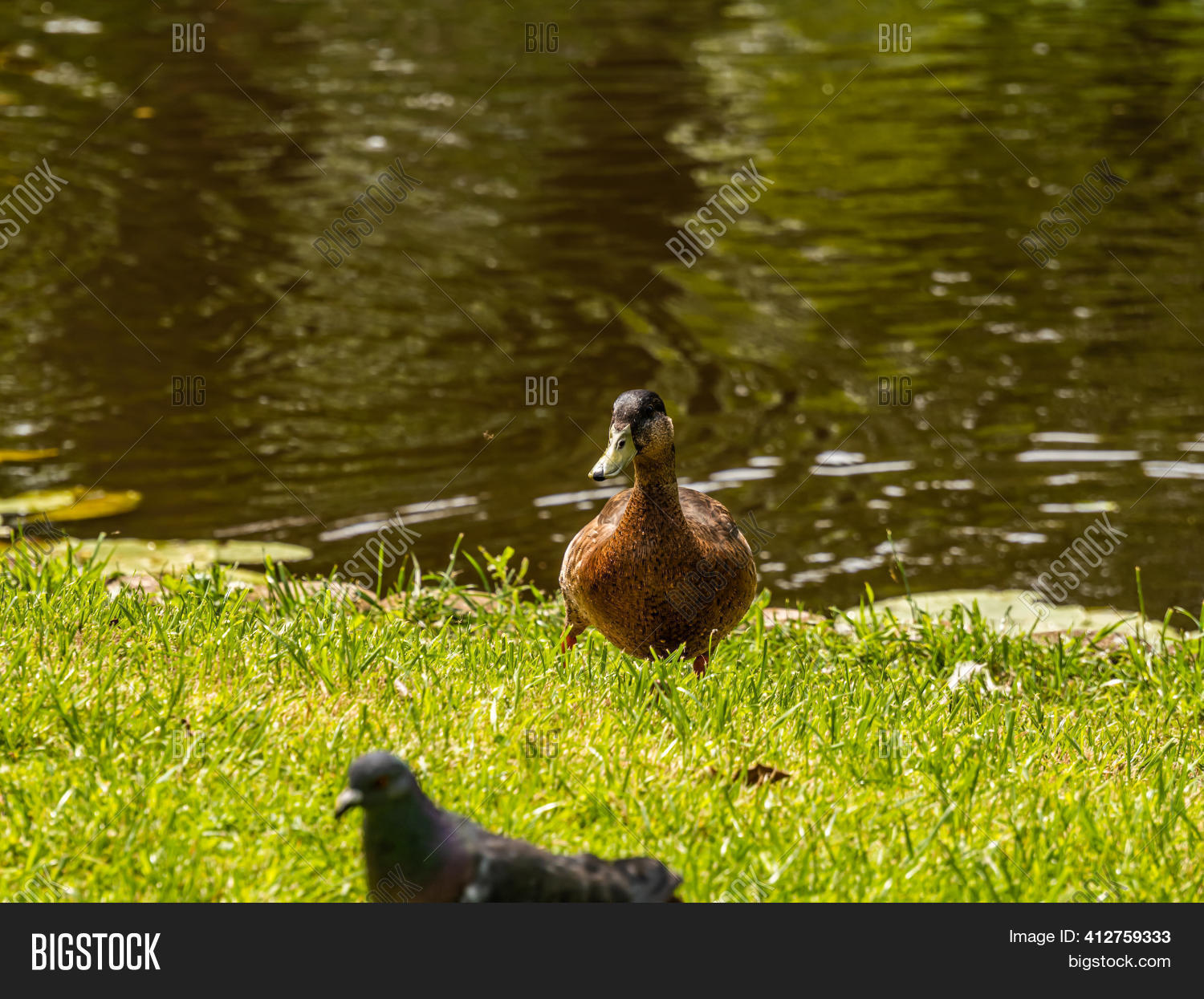 Ducks On Pond Park. Image & Photo (Free Trial) | Bigstock