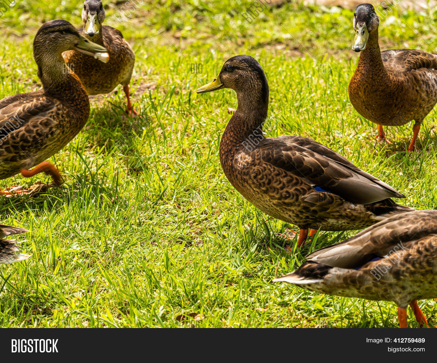 Ducks On Pond Park. Image & Photo (Free Trial) | Bigstock