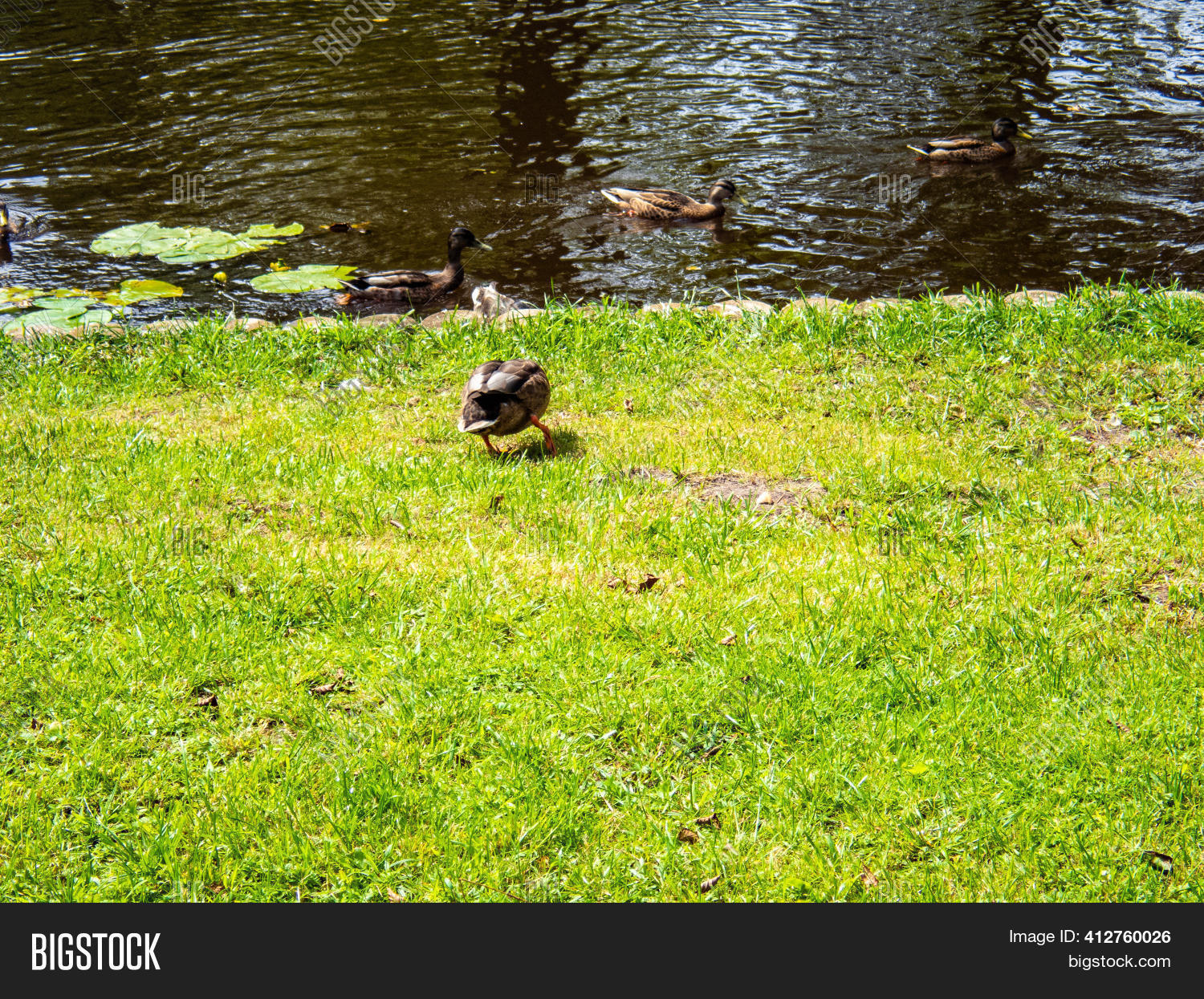 Ducks On Pond Park. Image & Photo (Free Trial) | Bigstock
