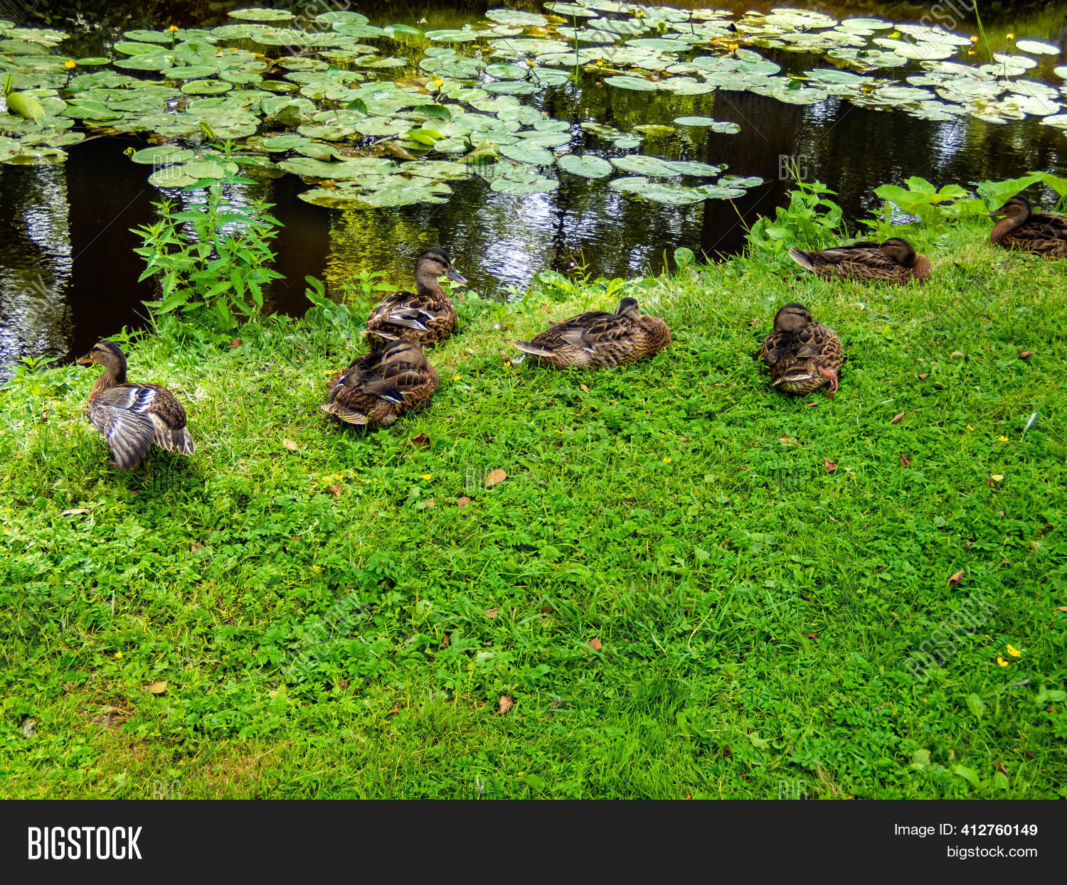 Ducks On Pond Park. Image & Photo (Free Trial) | Bigstock