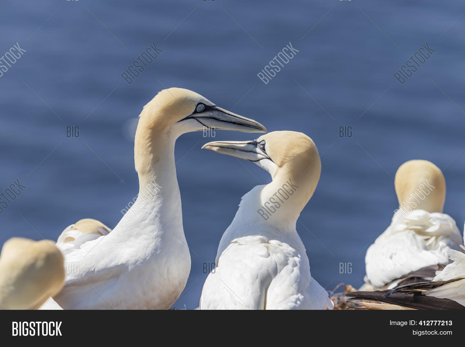 Wild Bird Wild Morus Image & Photo (Free Trial) | Bigstock