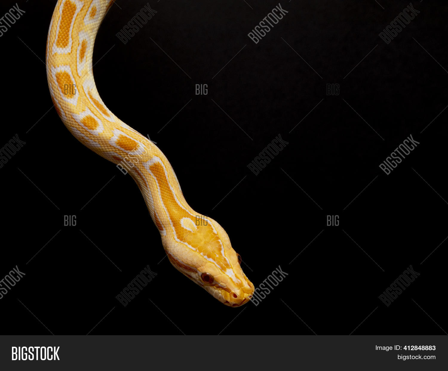 Python Molurus Image & Photo (Free Trial) | Bigstock