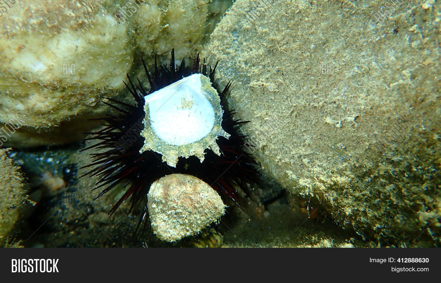 Oyster Shell On Black Image & Photo (Free Trial) | Bigstock
