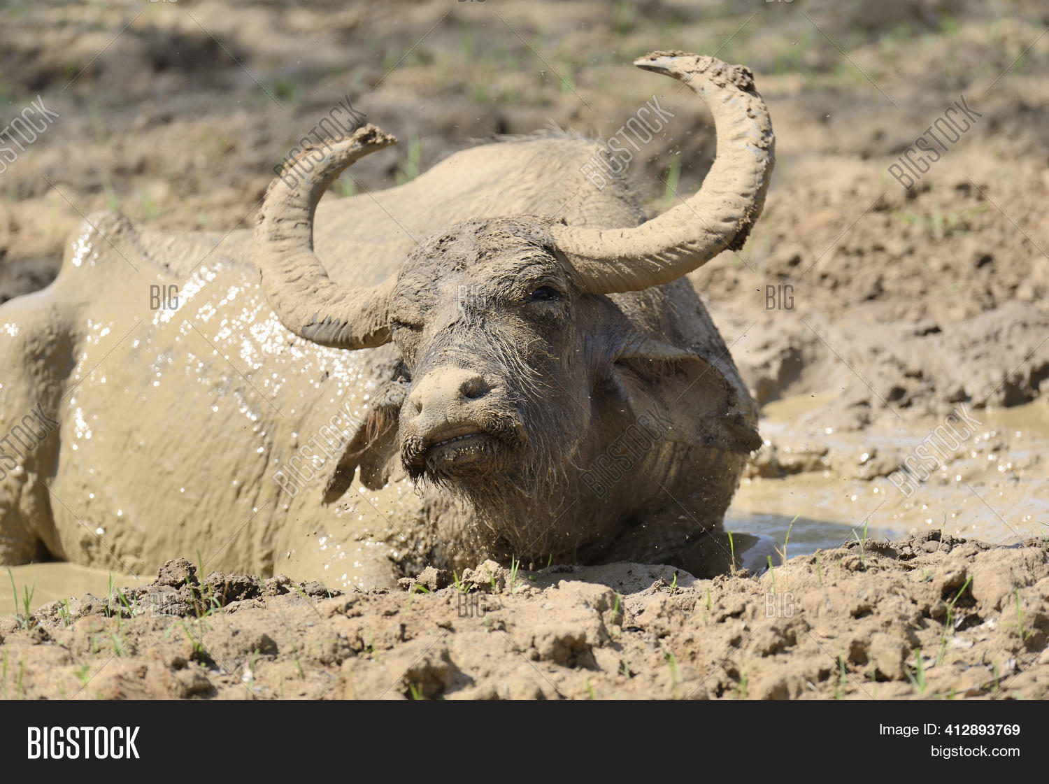 Water Buffalo Bathing Image & Photo (Free Trial) | Bigstock