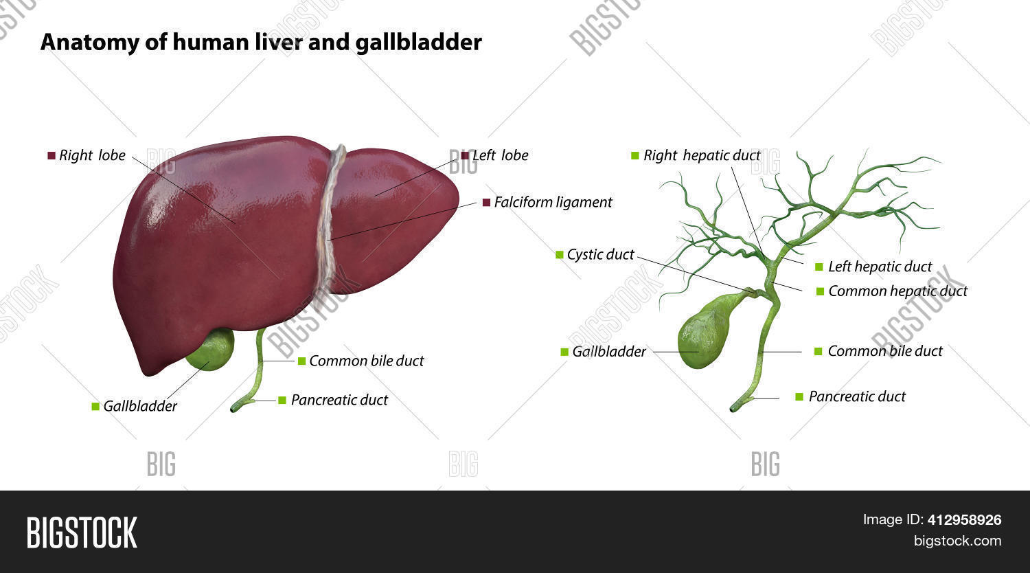 Liver Gallbladder Image & Photo (Free Trial) | Bigstock