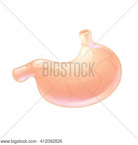 Human Stomach Cartoon Vector & Photo (Free Trial) | Bigstock
