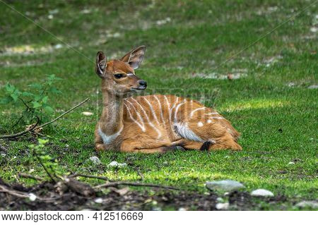 Young Baby Nyala. Image & Photo (Free Trial) | Bigstock