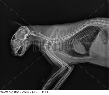 Cat X Ray. Thorax Image & Photo (Free Trial) | Bigstock