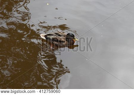 Ducks On Pond Park. Image & Photo (Free Trial) | Bigstock