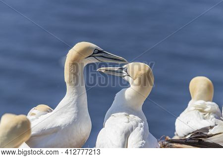 Wild Bird Wild Morus Image & Photo (Free Trial) | Bigstock