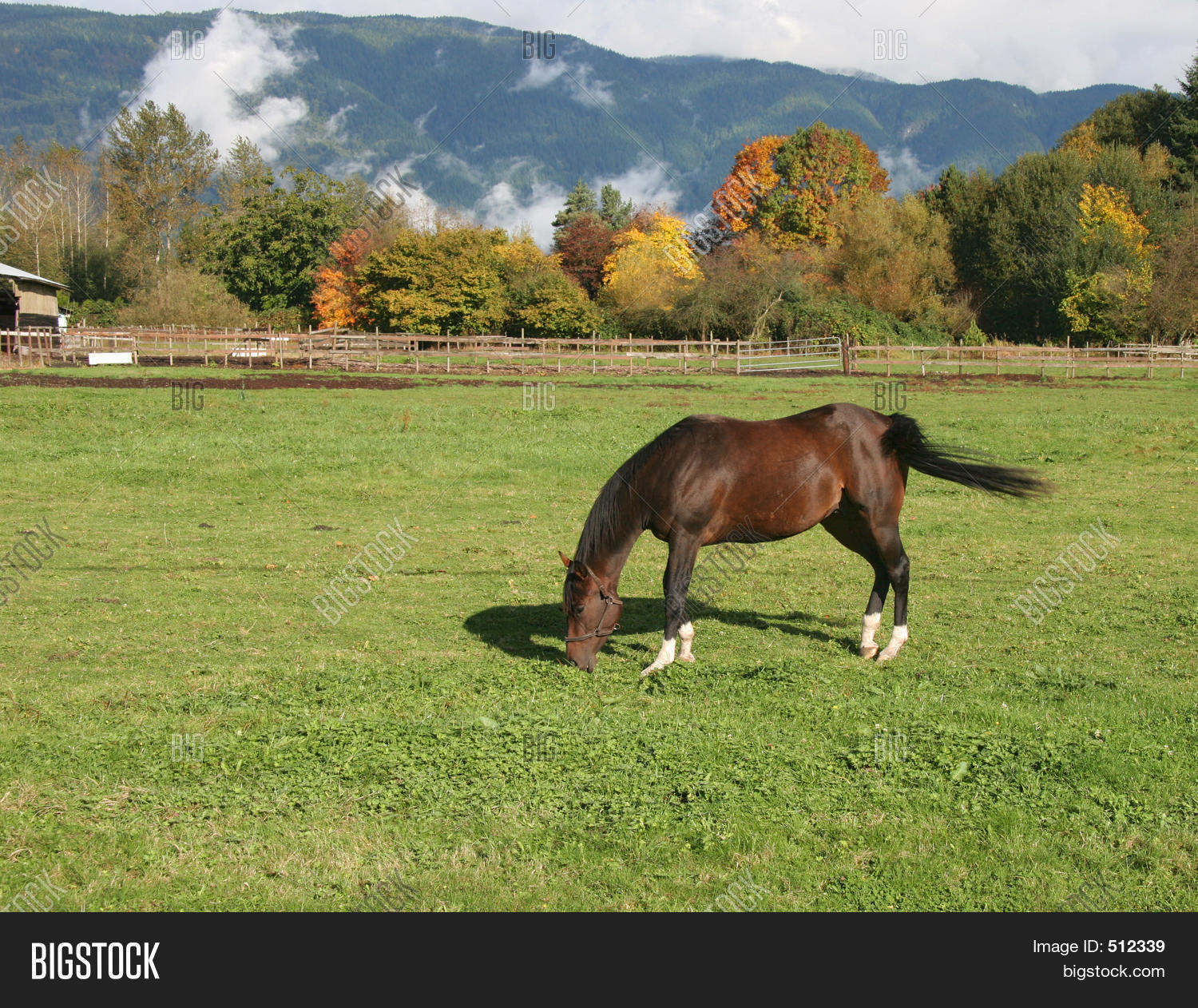 Horse Grazing Image & Photo (Free Trial) | Bigstock