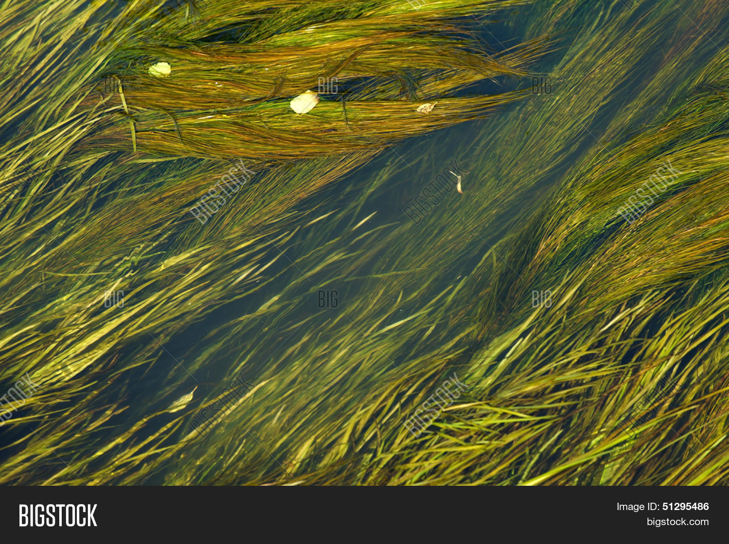 Algae River Image & Photo (Free Trial) | Bigstock
