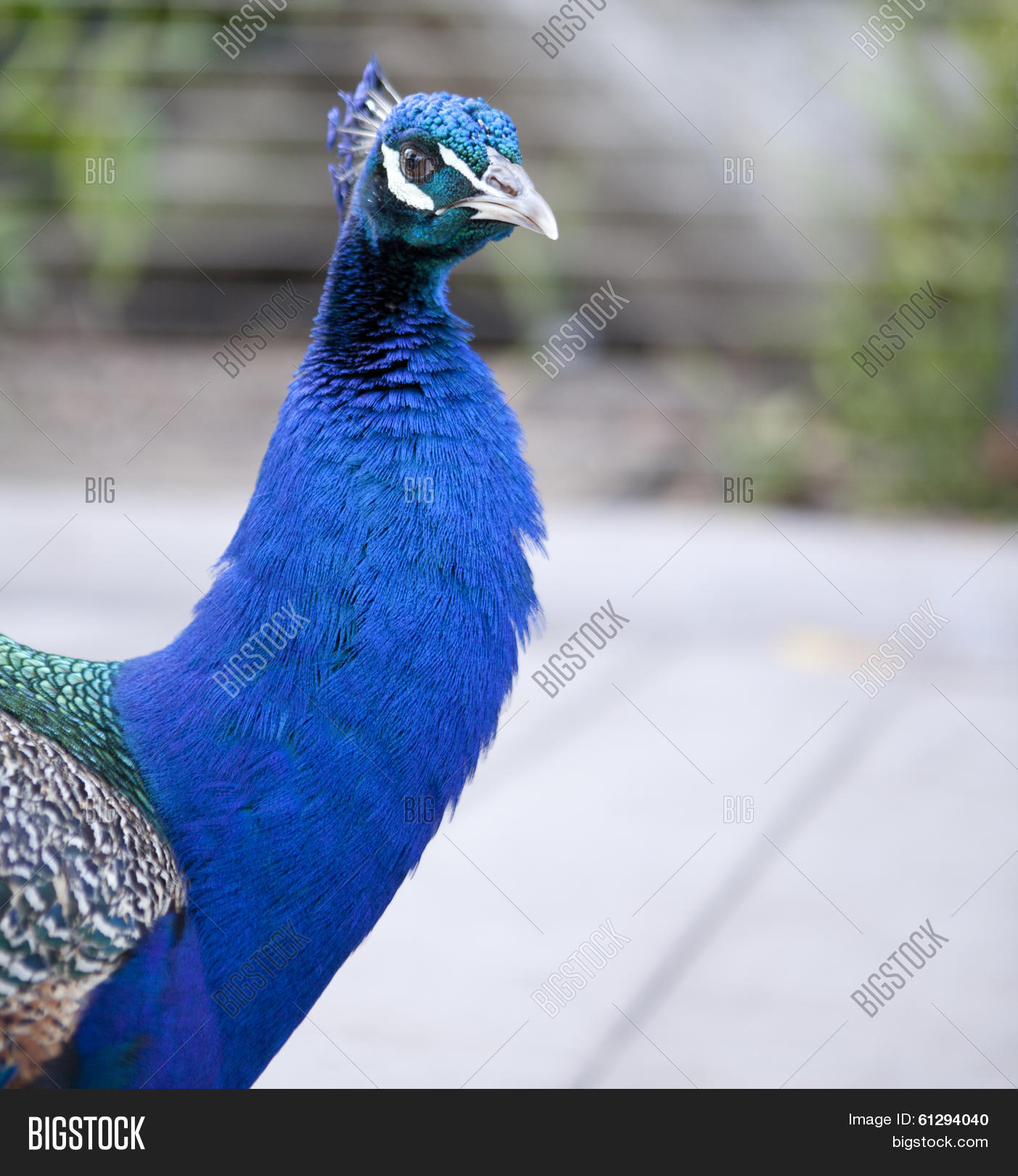 Beautiful Pavlin. San Image & Photo (Free Trial) | Bigstock